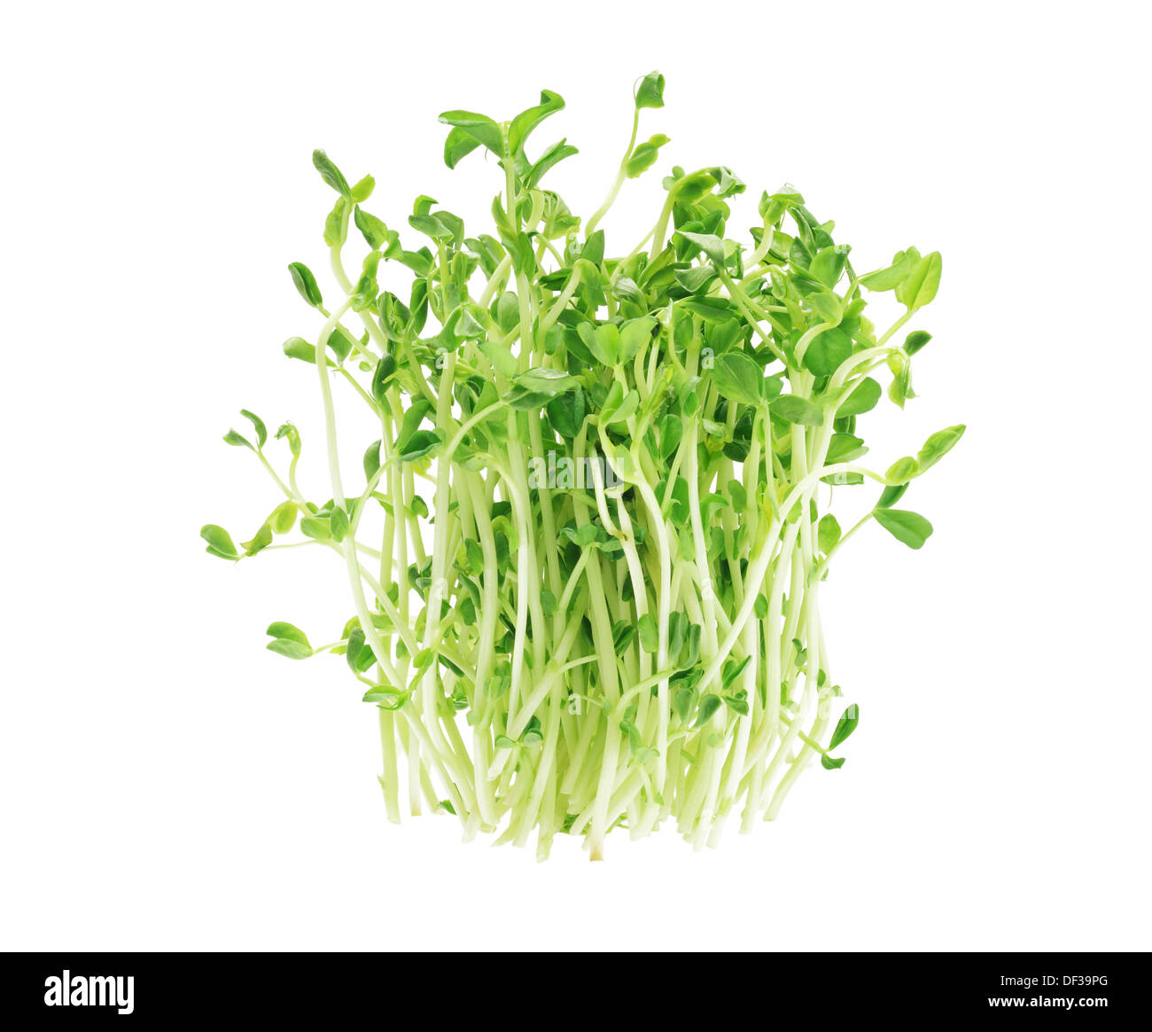 Bundle Of Fresh Pea Sprouts On White Background Stock Photo - Alamy