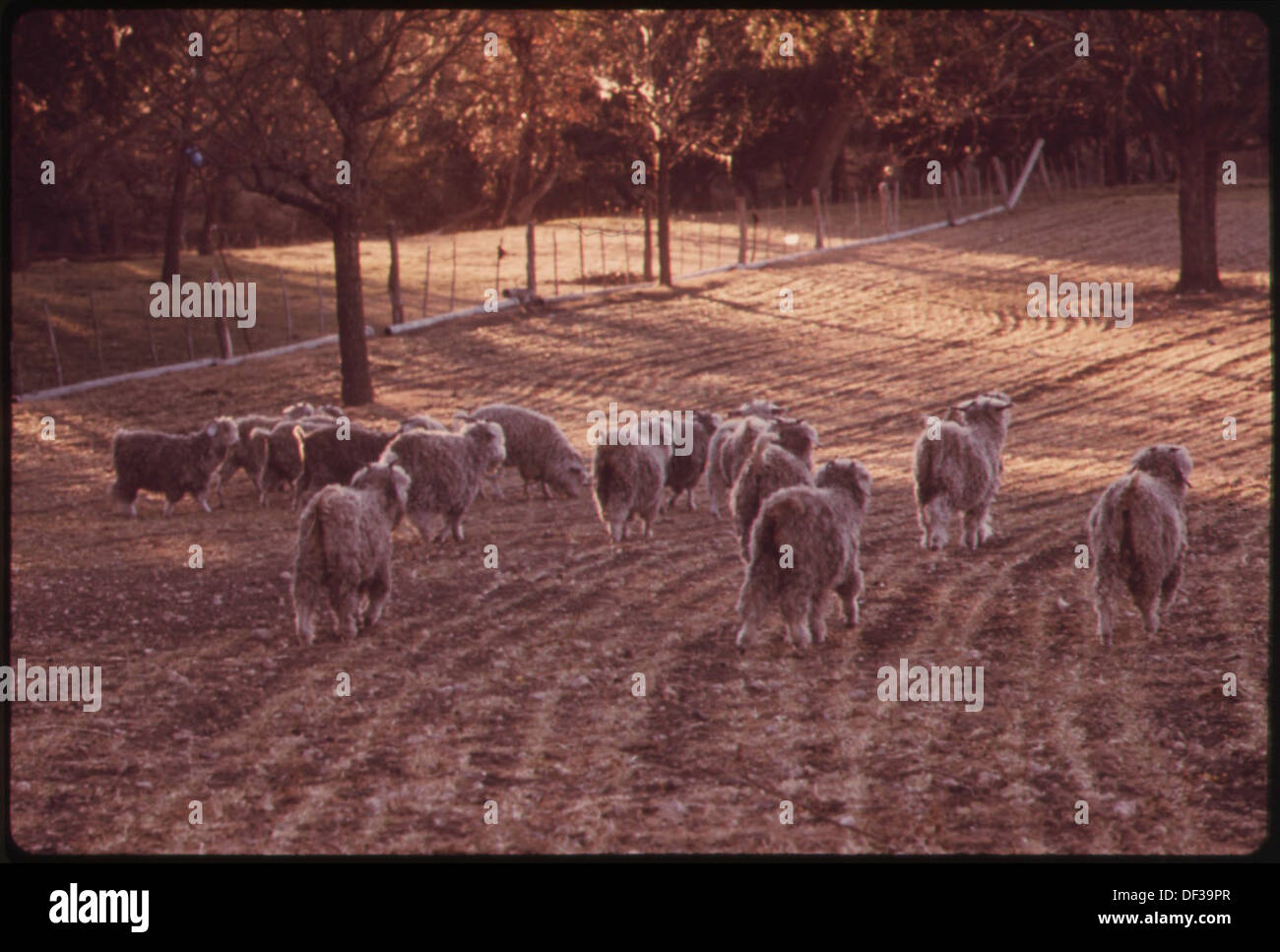 This image shows Angora goats grazing on a farm near Leakey, Texas ...