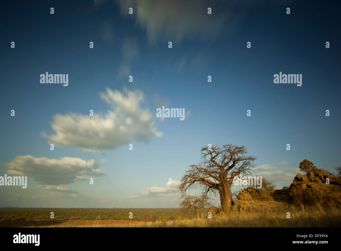 landscape image with boabab tree and streaky clouds Stock Photo - Alamy