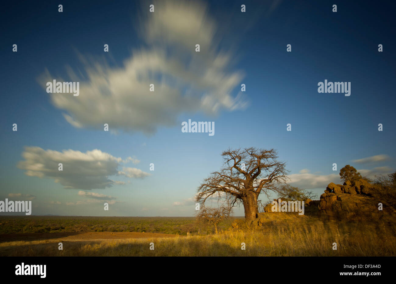 landscape image with boabab tree and streaky clouds Stock Photo - Alamy
