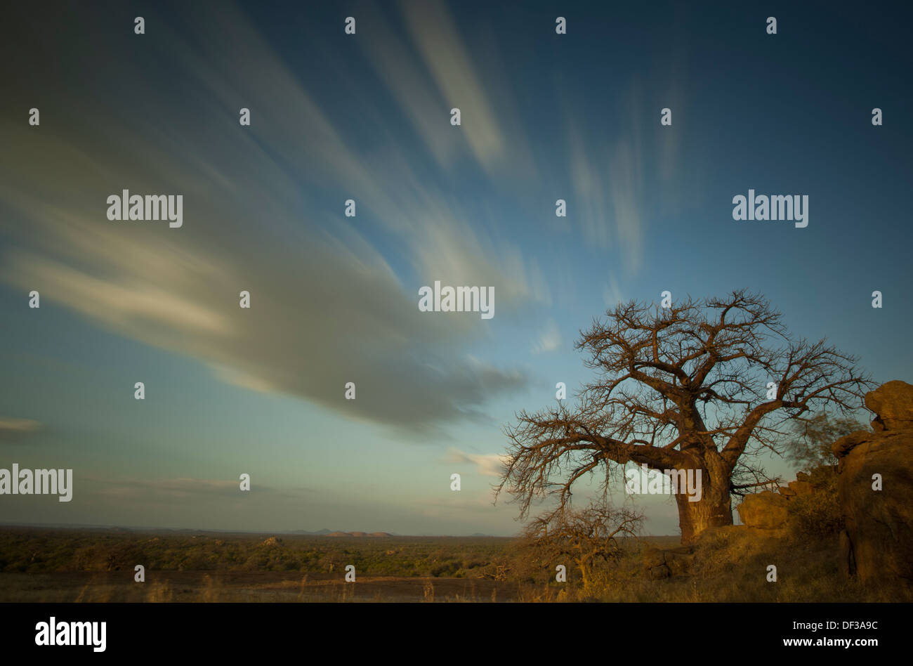 Boab tree black white hi-res stock photography and images - Alamy