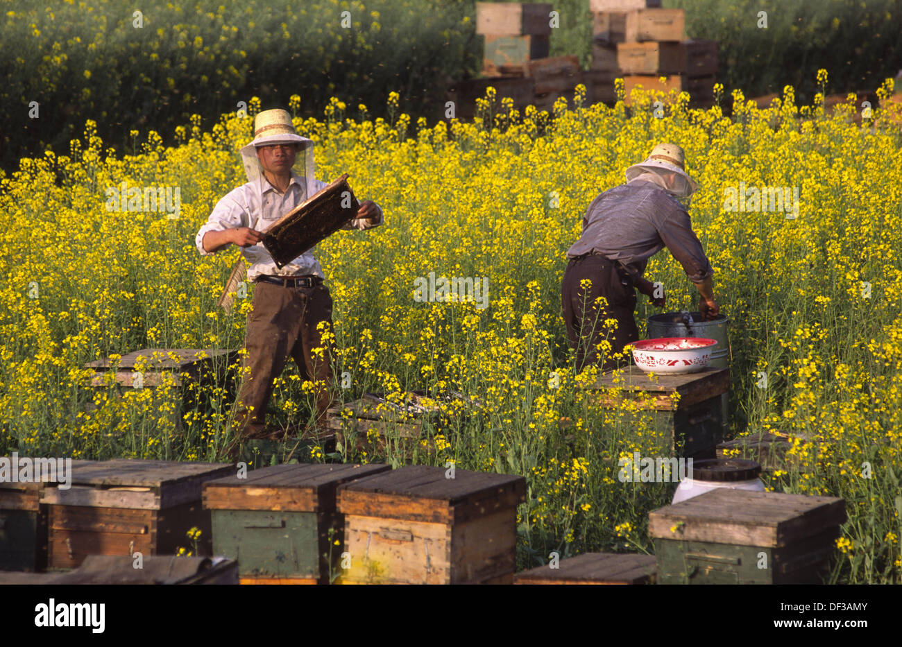 Male bee keepers hi-res stock photography and images - Alamy