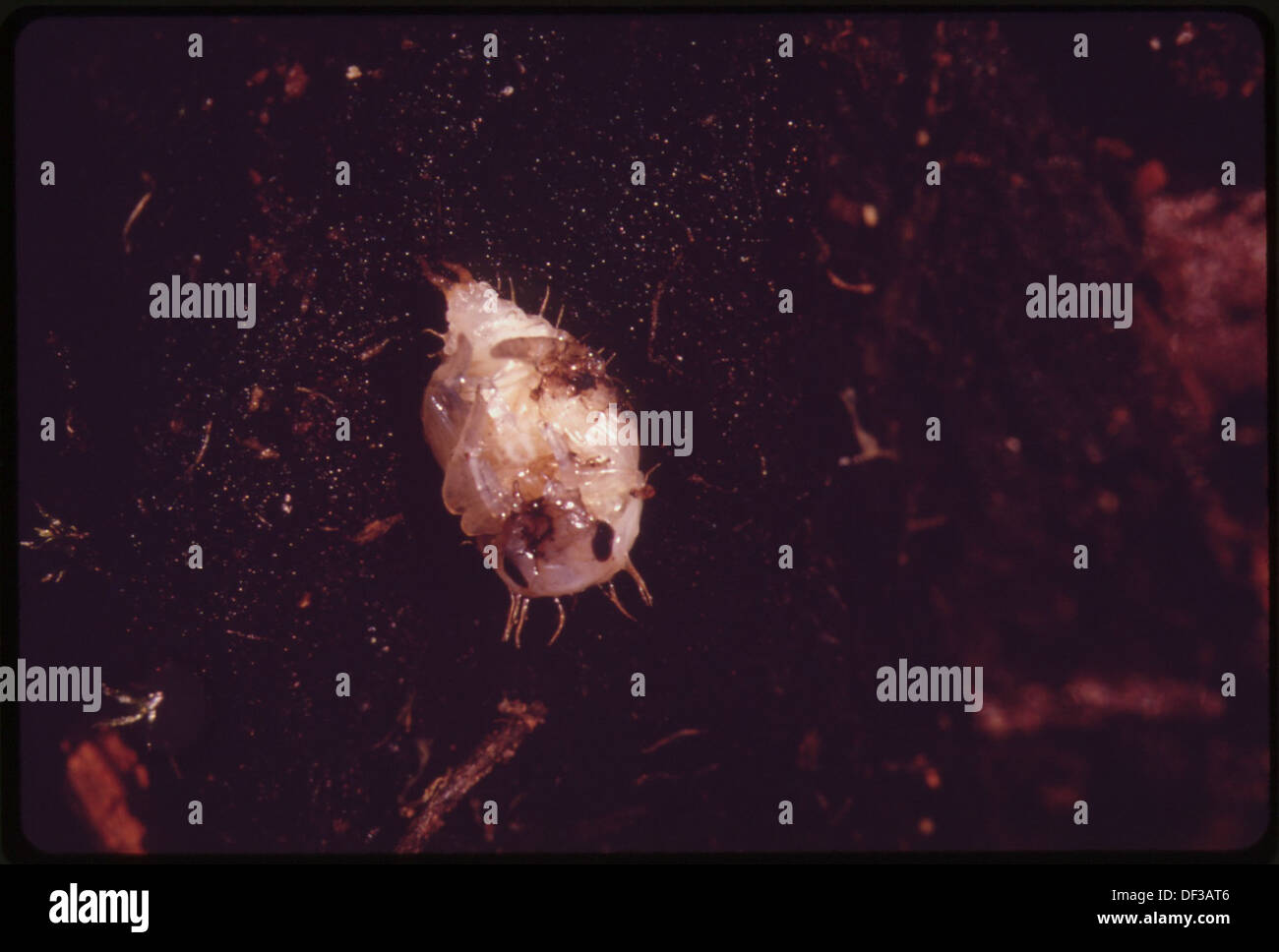Green pupa hi-res stock photography and images - Alamy