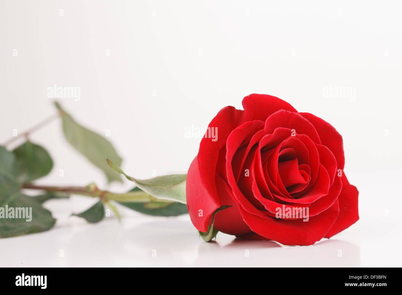 Florist's rose hi-res stock photography and images - Alamy