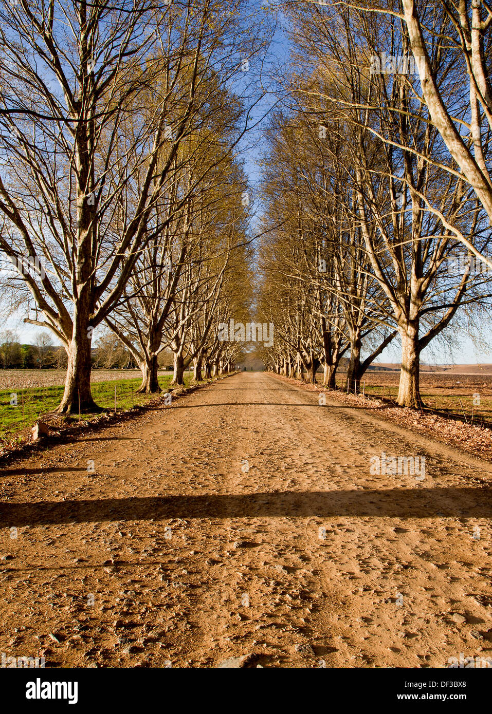 tree lane in winter time Stock Photo - Alamy