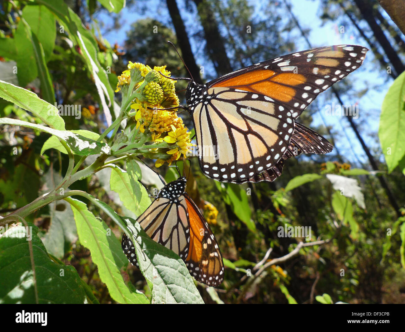 Monarch butterfly mariposa monarca danaus plexippus hi-res stock ...