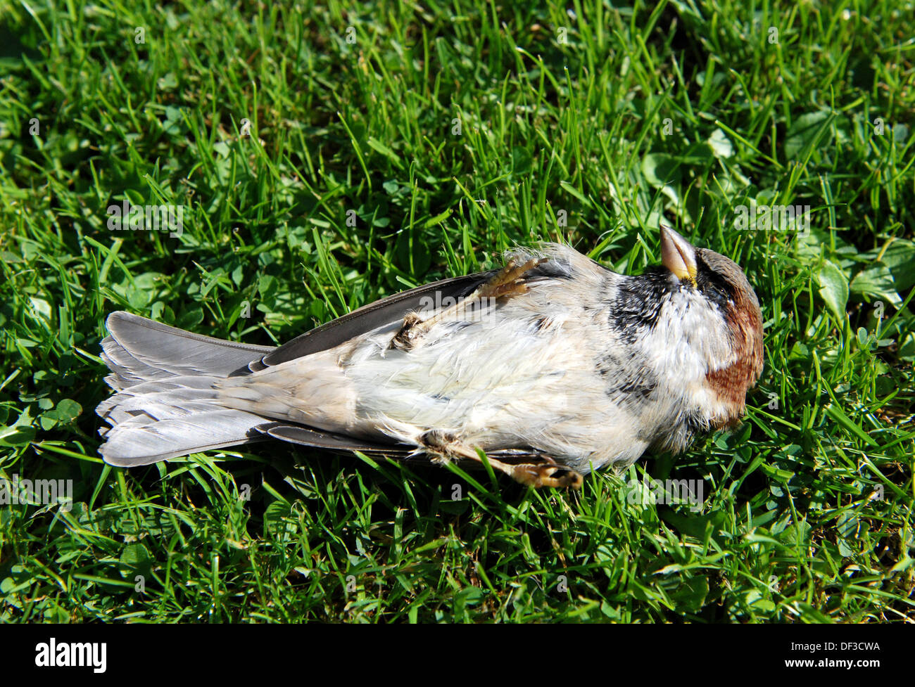 Dead tree sparrow lying on its back on grass Stock Photo - Alamy