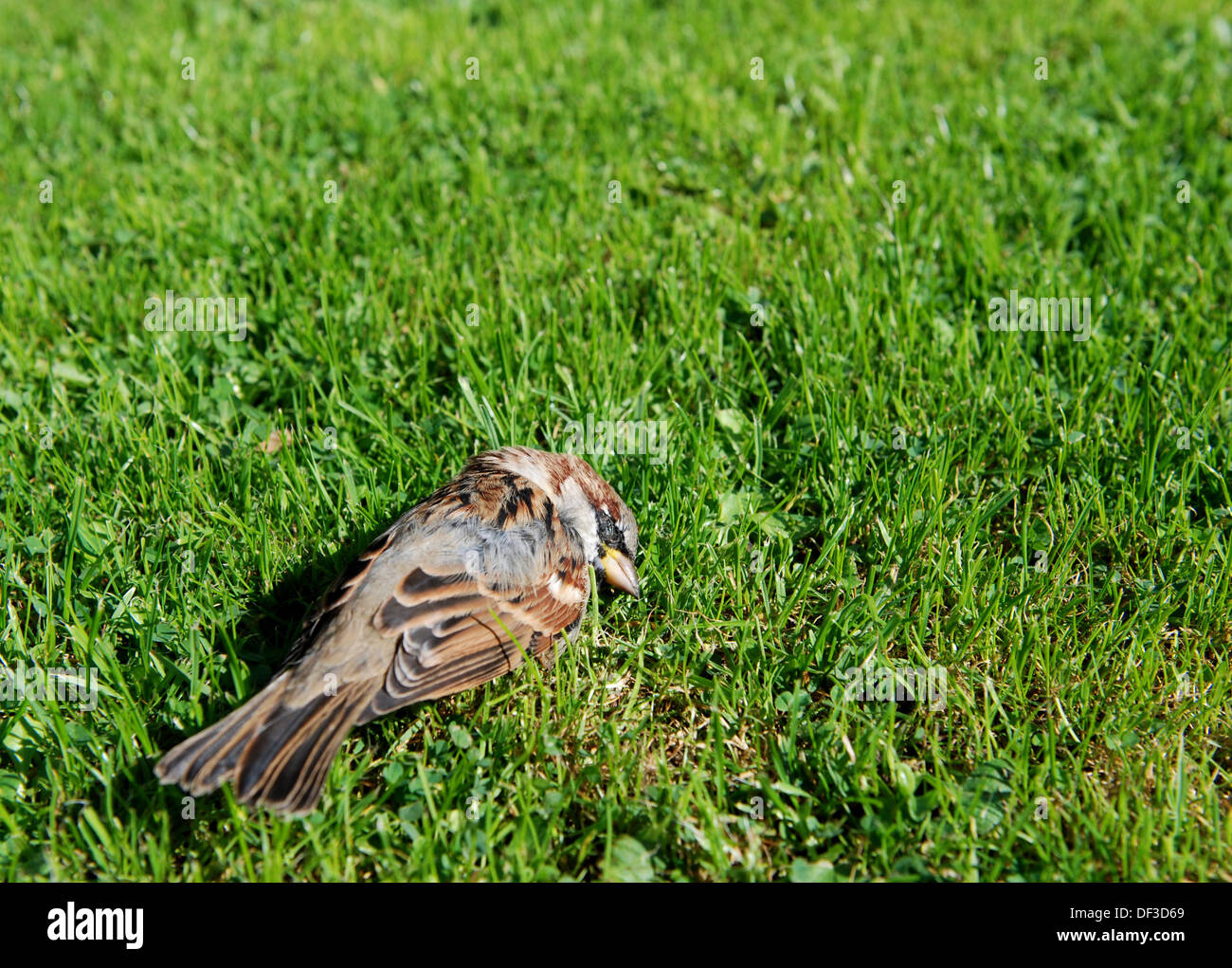 Small dead sparrow lying on grass in a garden Stock Photo - Alamy