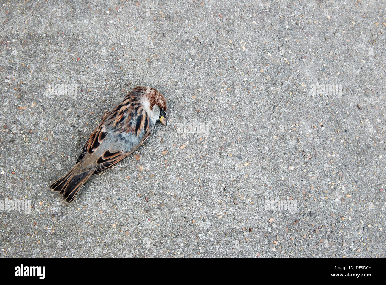Tree sparrow with a broken neck lying dead on a concrete path Stock ...