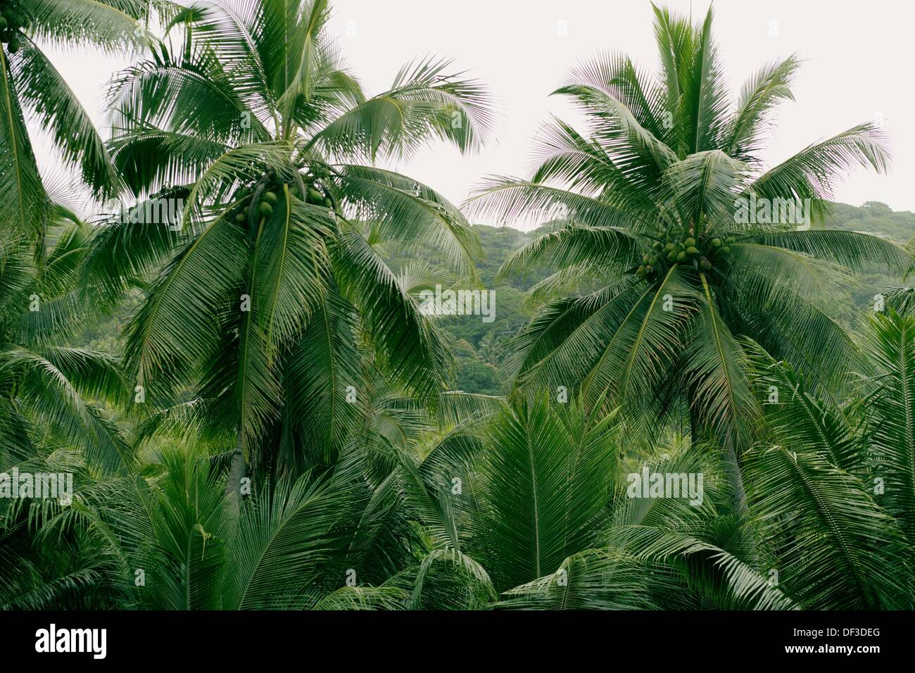 Melanesia Rainforest Ecosystem High Resolution Stock Photography and ...