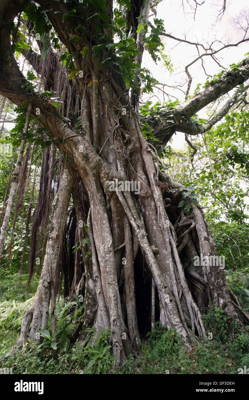 Melanesia Rainforest Ecosystem High Resolution Stock Photography and ...