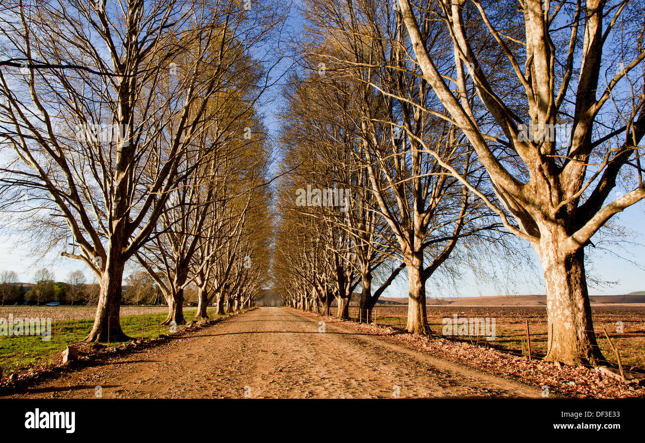 Tree lane hi-res stock photography and images - Alamy