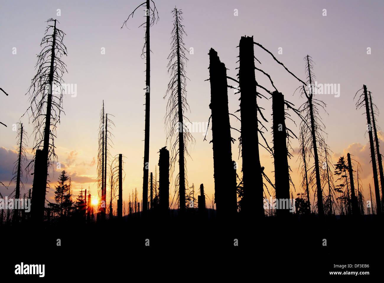 Dying fir tree High Resolution Stock Photography and Images - Alamy