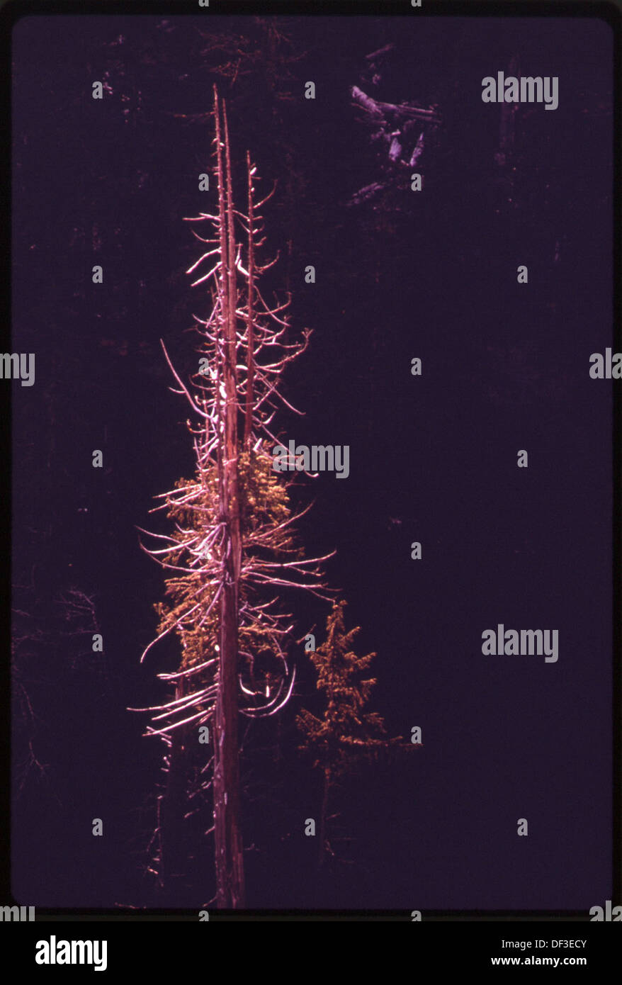 A Western Red Cedar candelabra tree stands in the over-mature forest of ...