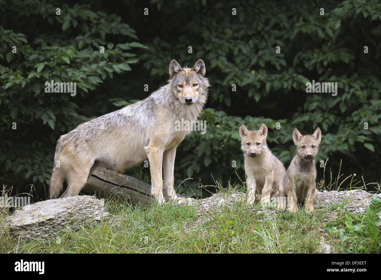 Wolf Cubs High Resolution Stock Photography and Images - Alamy