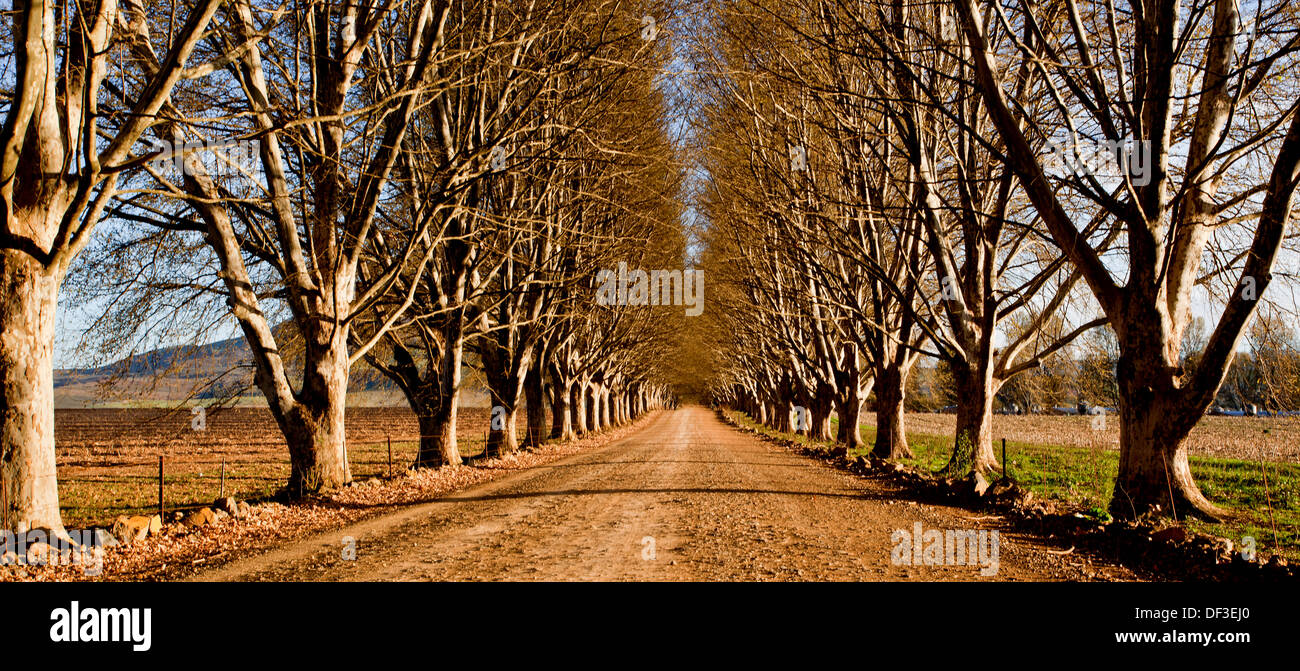Tree lane hi-res stock photography and images - Alamy