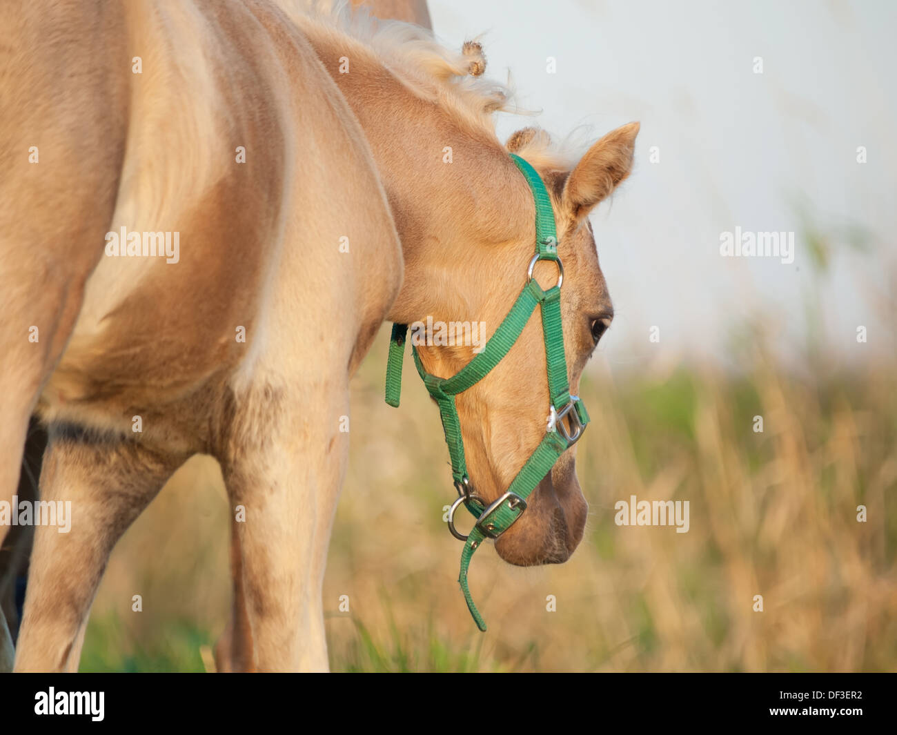 Welsh field hi-res stock photography and images - Alamy