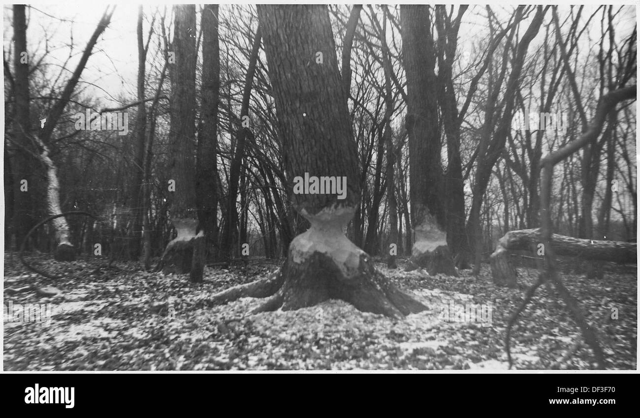 Beaver damage to large trees in Guttenberg, Iowa, shows the ecological ...