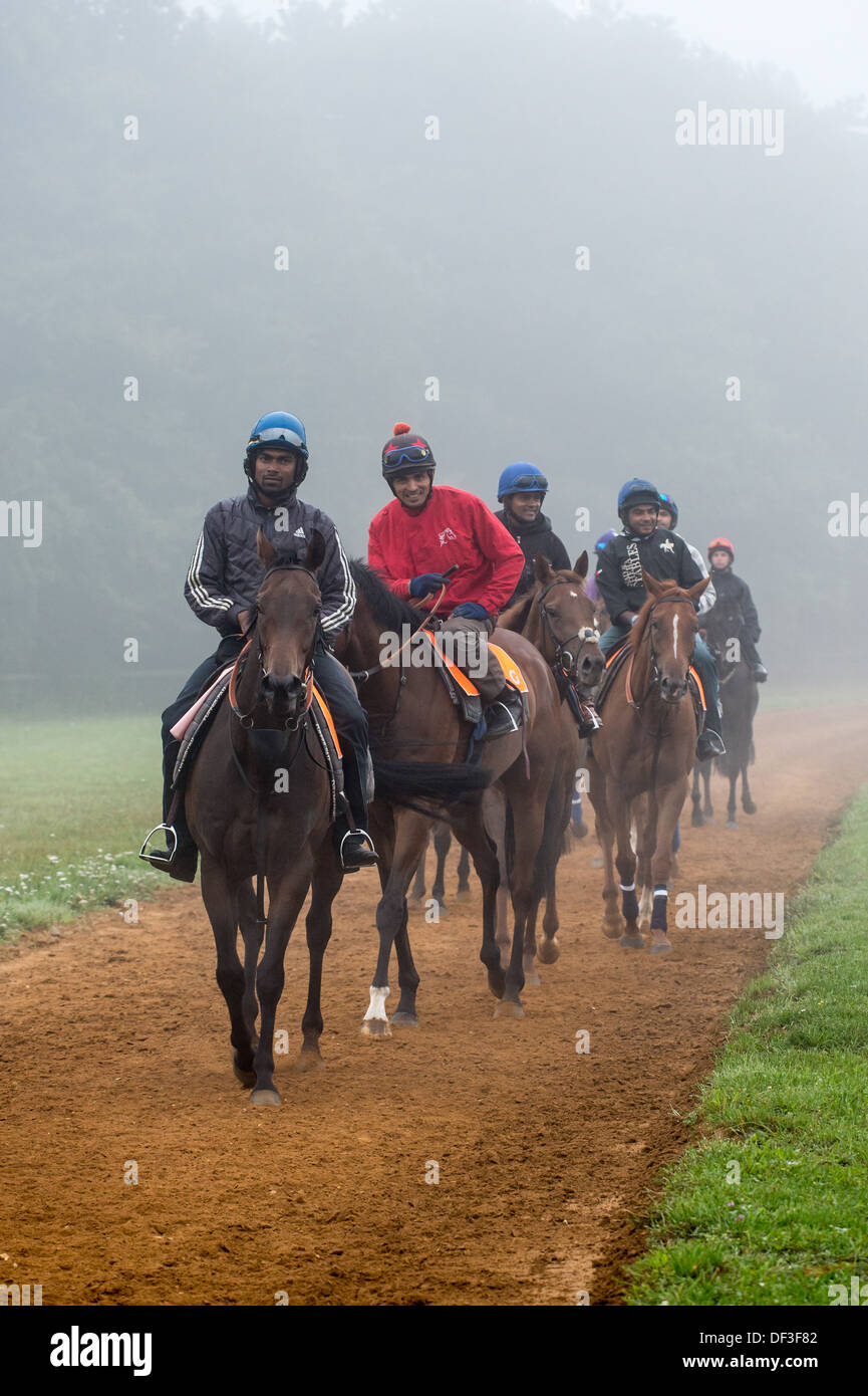 Horses recovering on the gallops Stock Photo - Alamy