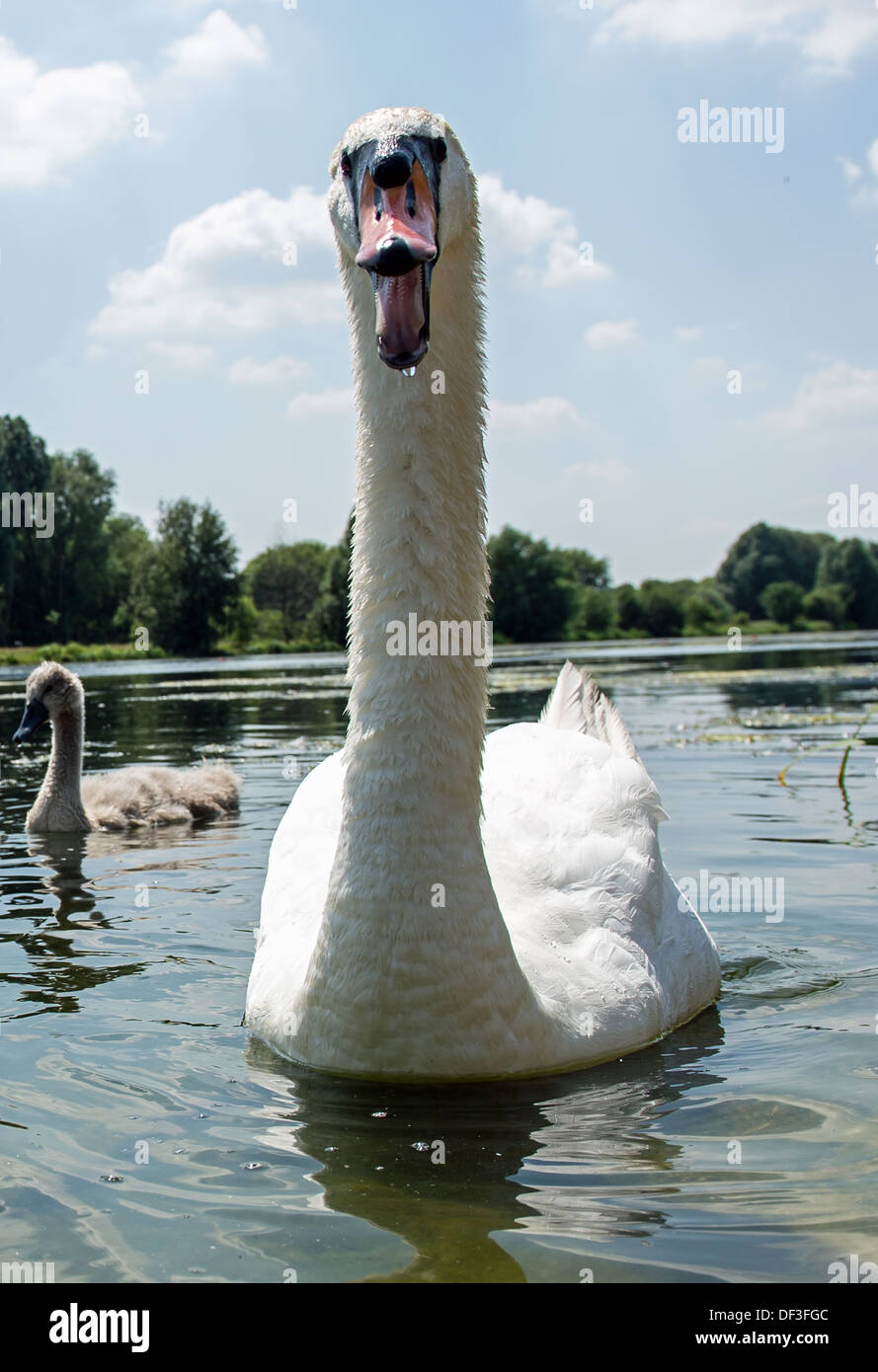 An angry Swan hissing at the photographer Stock Photo - Alamy