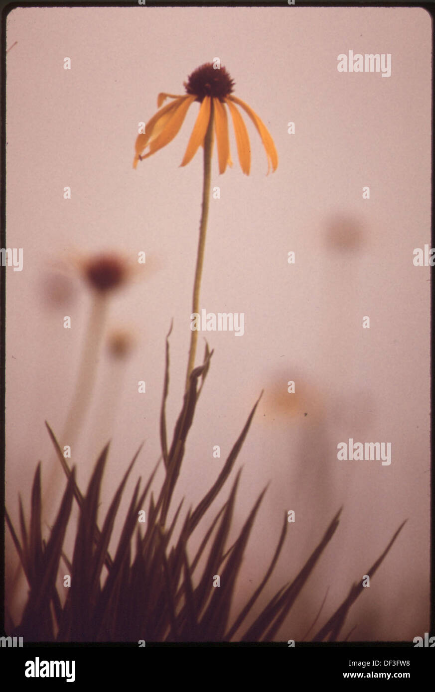 This image features a Black-Eyed Susan (Rudbeckia hirta) flower ...