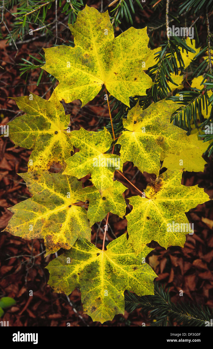 Sycamore maples acer pseudoplatanus hi-res stock photography and images ...