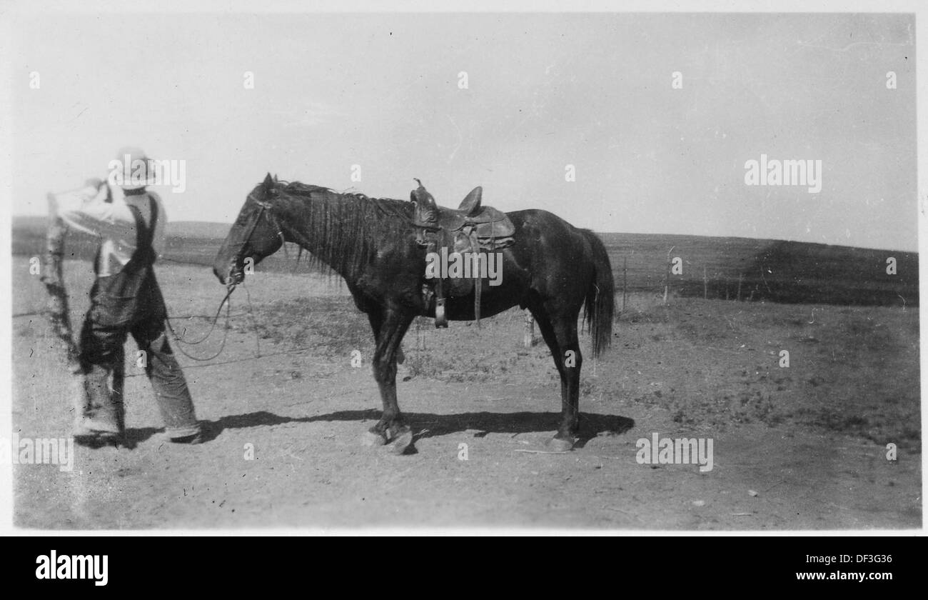 Bob Whipple with his four-year-old Morgan horse, photographed in a ...