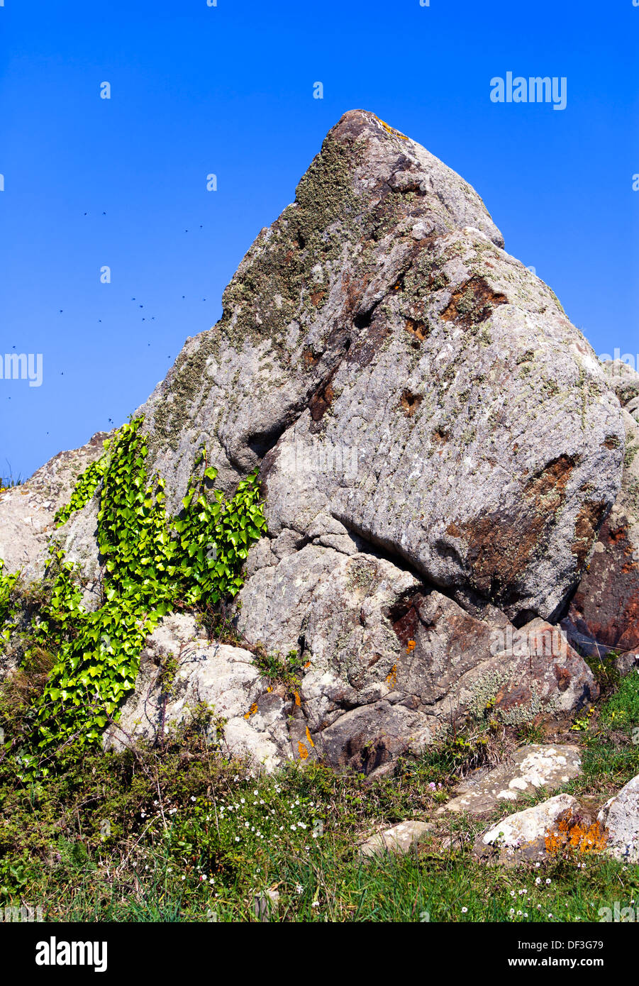 Rock, ivy, wild flowers, Flock of birds, Swifts, swallows, Brittany ...