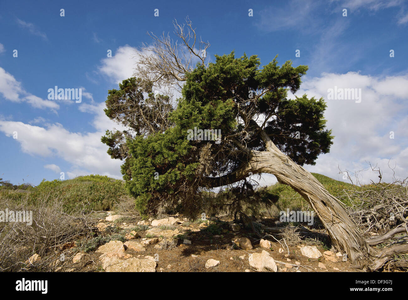 Codol hi-res stock photography and images - Alamy