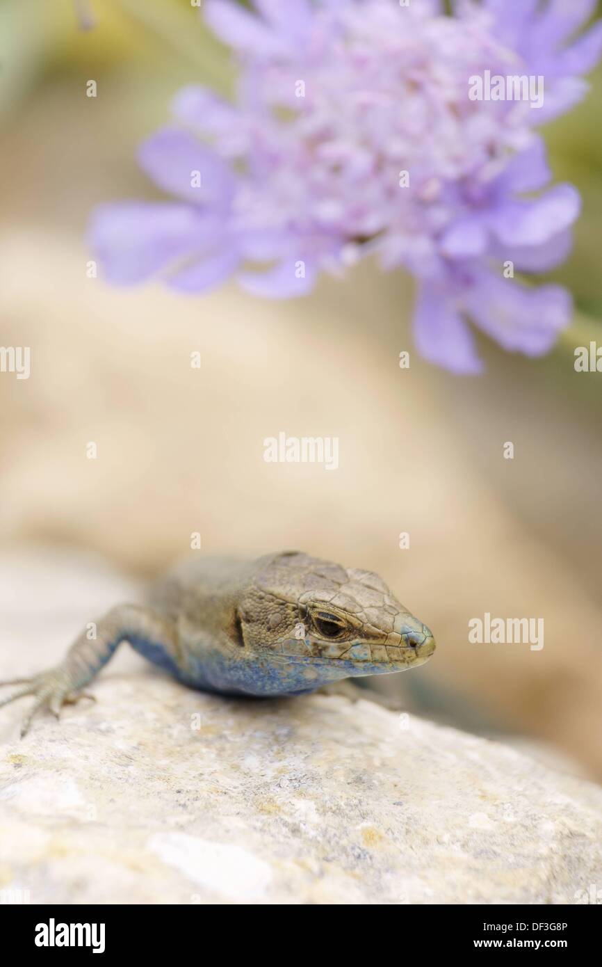 Lilfords wall lizard podarcis lilfordi hi-res stock photography and ...