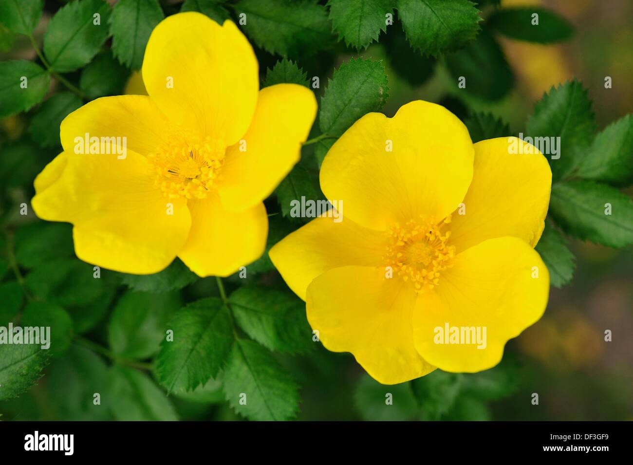 Rosa foetida hi-res stock photography and images - Alamy