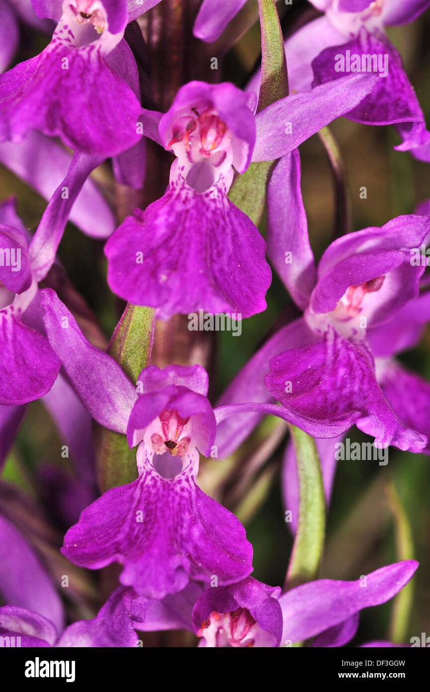 Dactylorhiza elata hi-res stock photography and images - Alamy