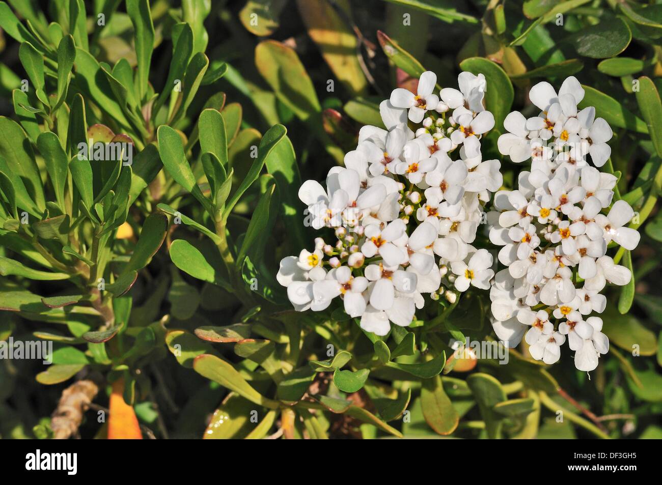 Iberis semperflorens hi-res stock photography and images - Alamy