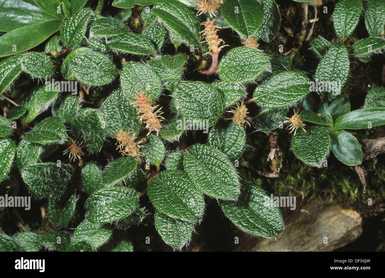 Salix reticulata hi-res stock photography and images - Alamy