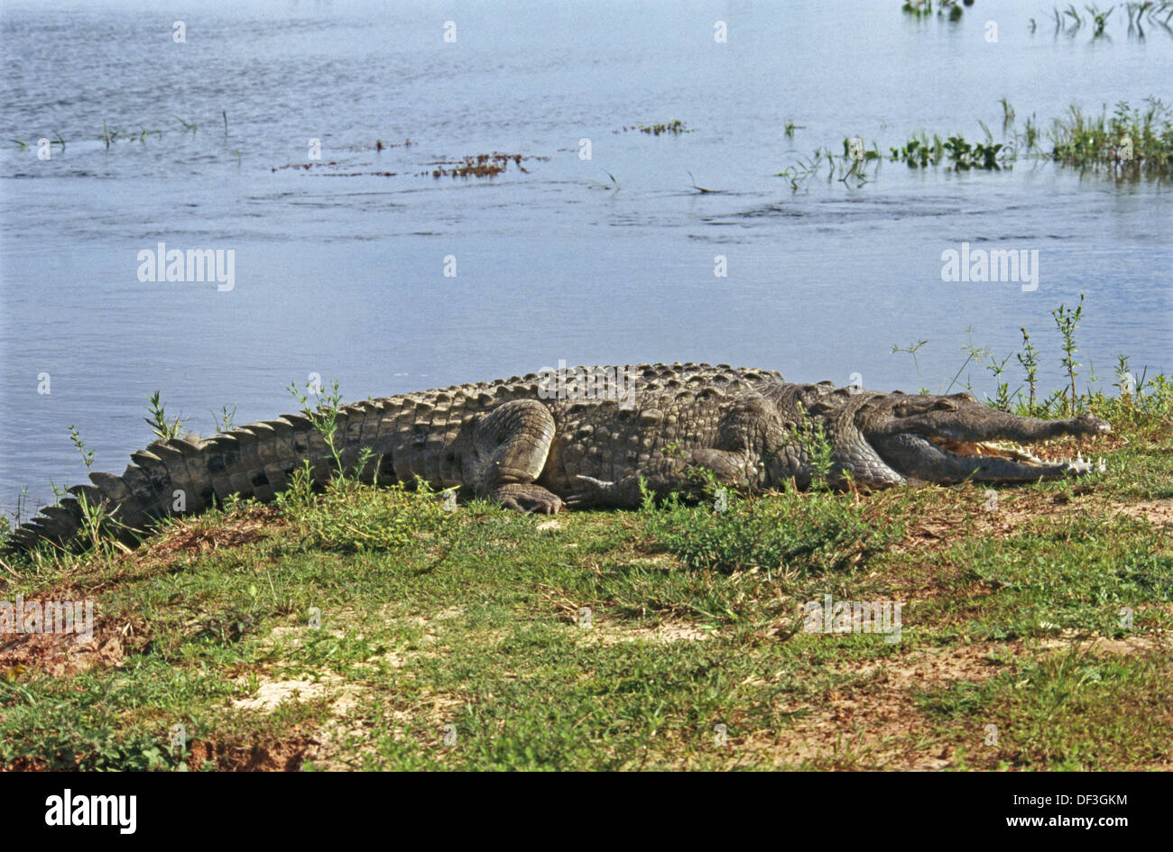 Orinoco Crocodile High Resolution Stock Photography and Images - Alamy