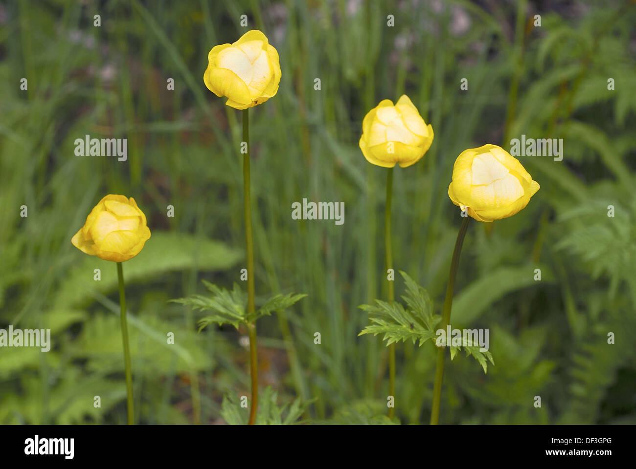 Yellow trollius europaeus hi-res stock photography and images - Alamy