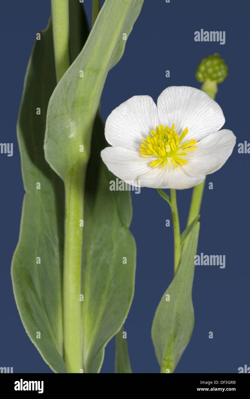 Ranunculus amplexicaulis hi-res stock photography and images - Alamy