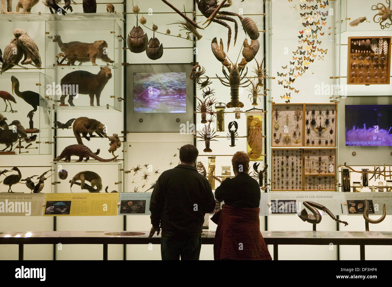 Museum natural history new york visitor hi-res stock photography and ...