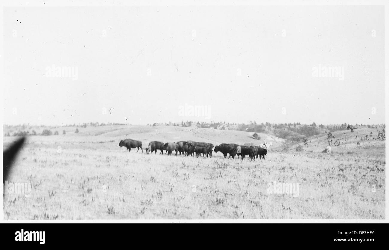 This historical photograph shows a herd of buffalo grazing on the range ...