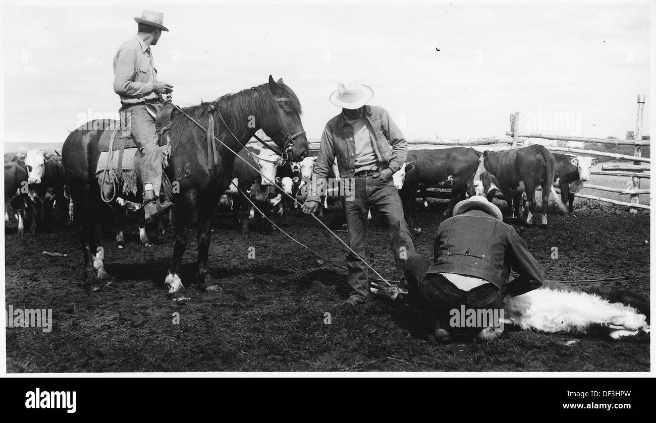 A demonstration of bull calf castration is shown, a common agricultural ...