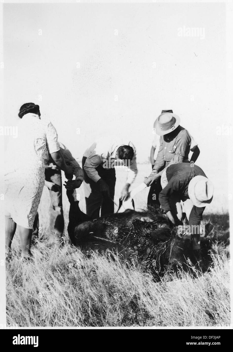 This photograph depicts a buffalo being butchered, an important task ...