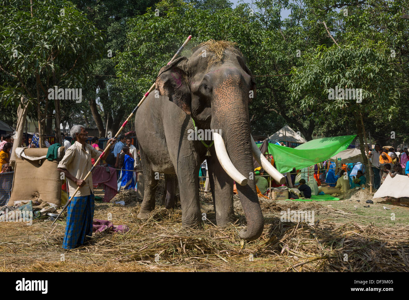 Mahout with large male elephant with docked tusks, in a camp at the ...