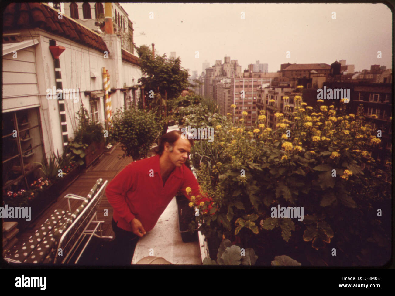 Stuart Mott's rooftop garden features various plants including cherries ...