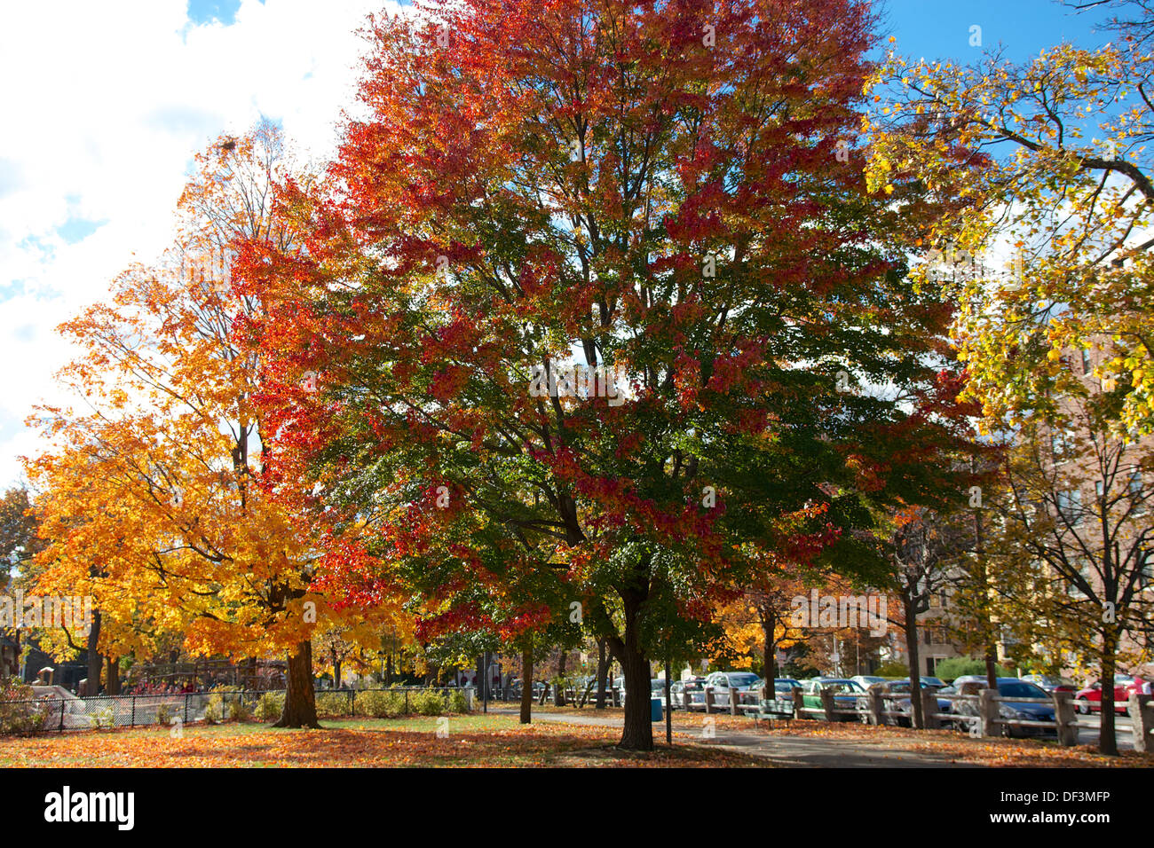 Tree on the Cambridge Common, a city park near Harvard University ...