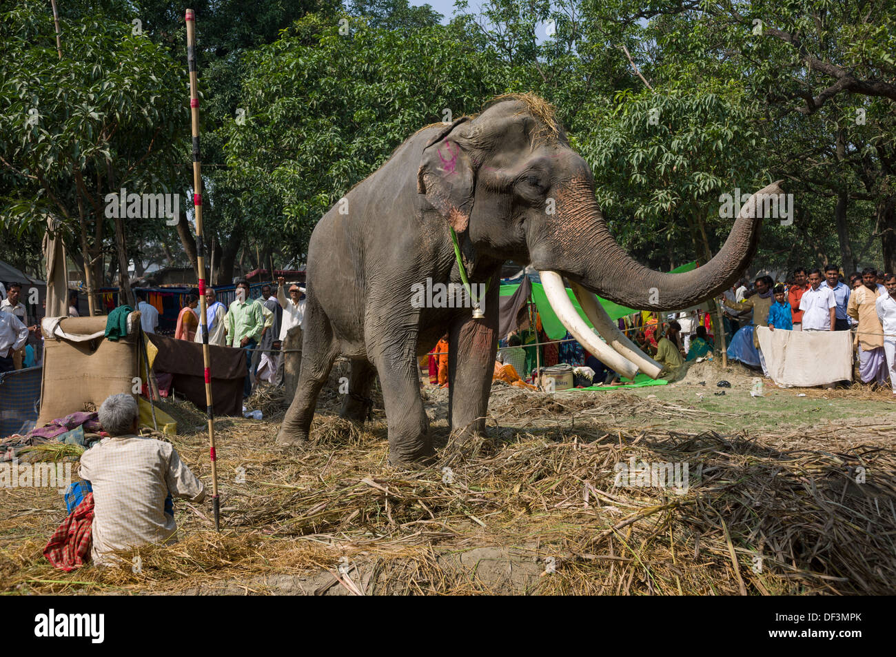 Mahout with large male elephant with docked tusks, in a camp at the ...