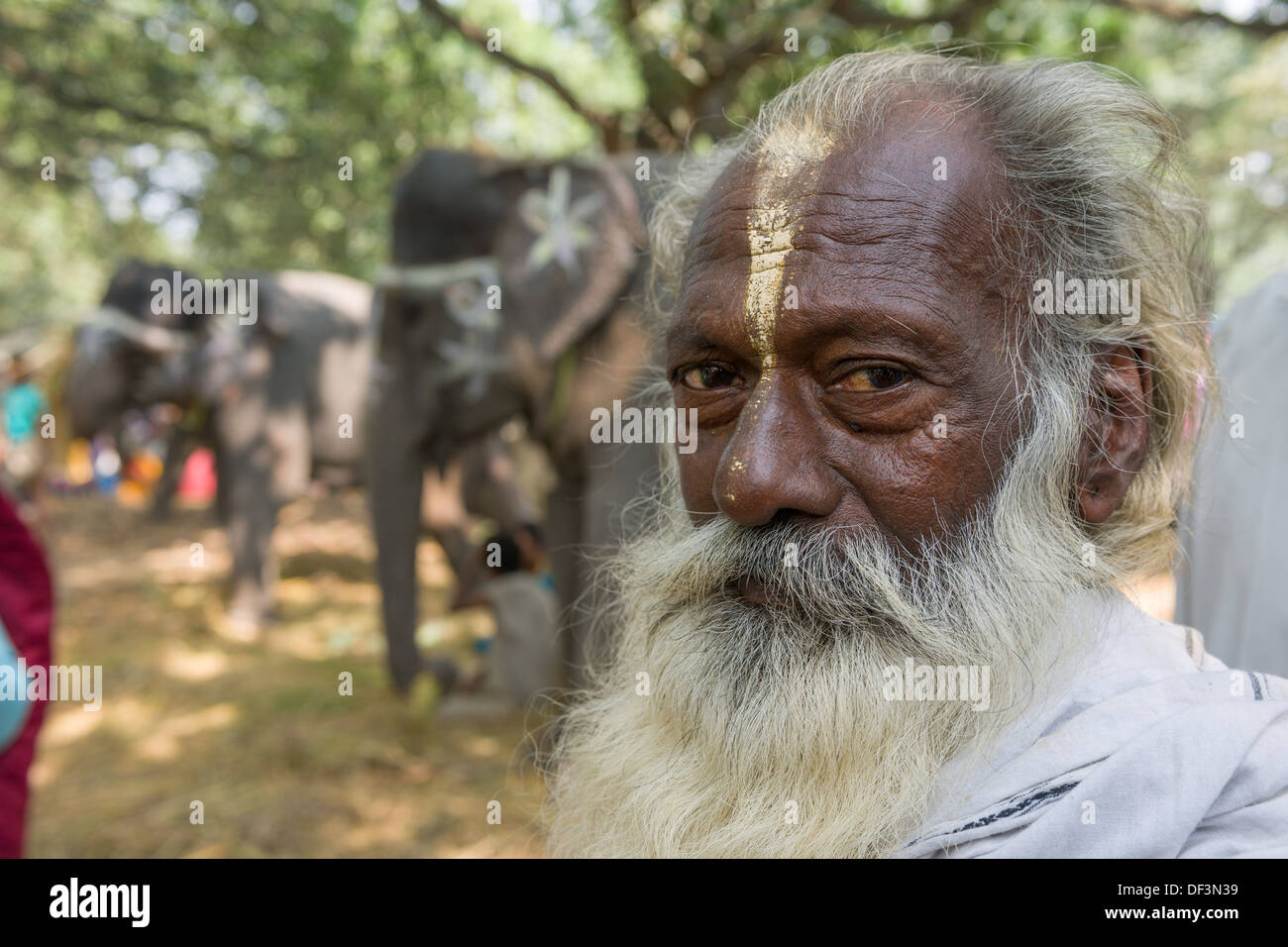 Elderly male pilgrim with white beard, with elephants in the Haathi ...