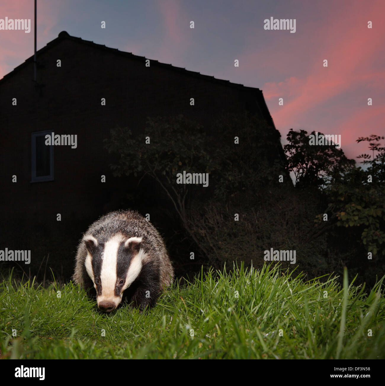 Badger night hi-res stock photography and images - Alamy