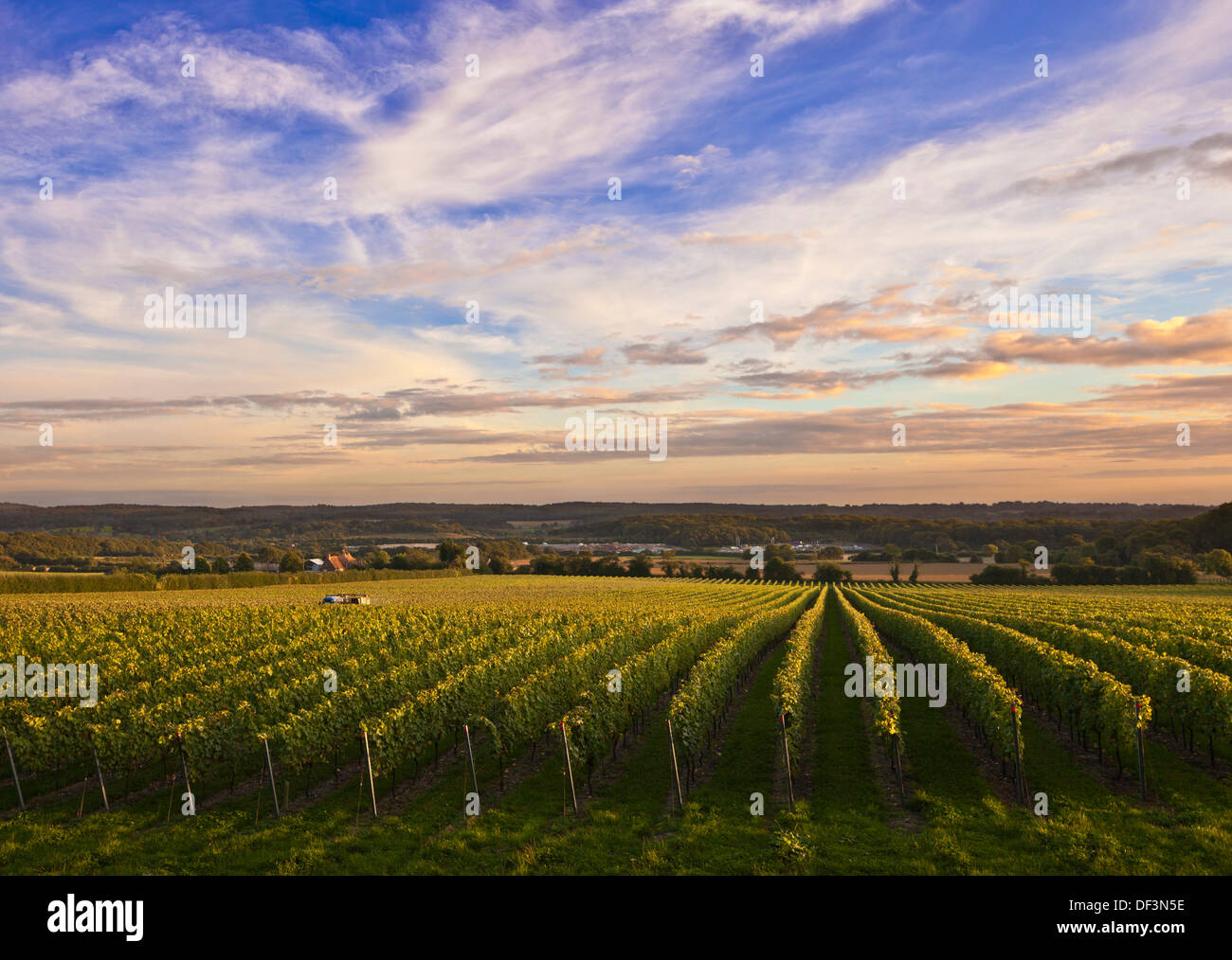 Squerryes Court Vineyard, Gaysham Farm, Westerham Stock Photo - Alamy