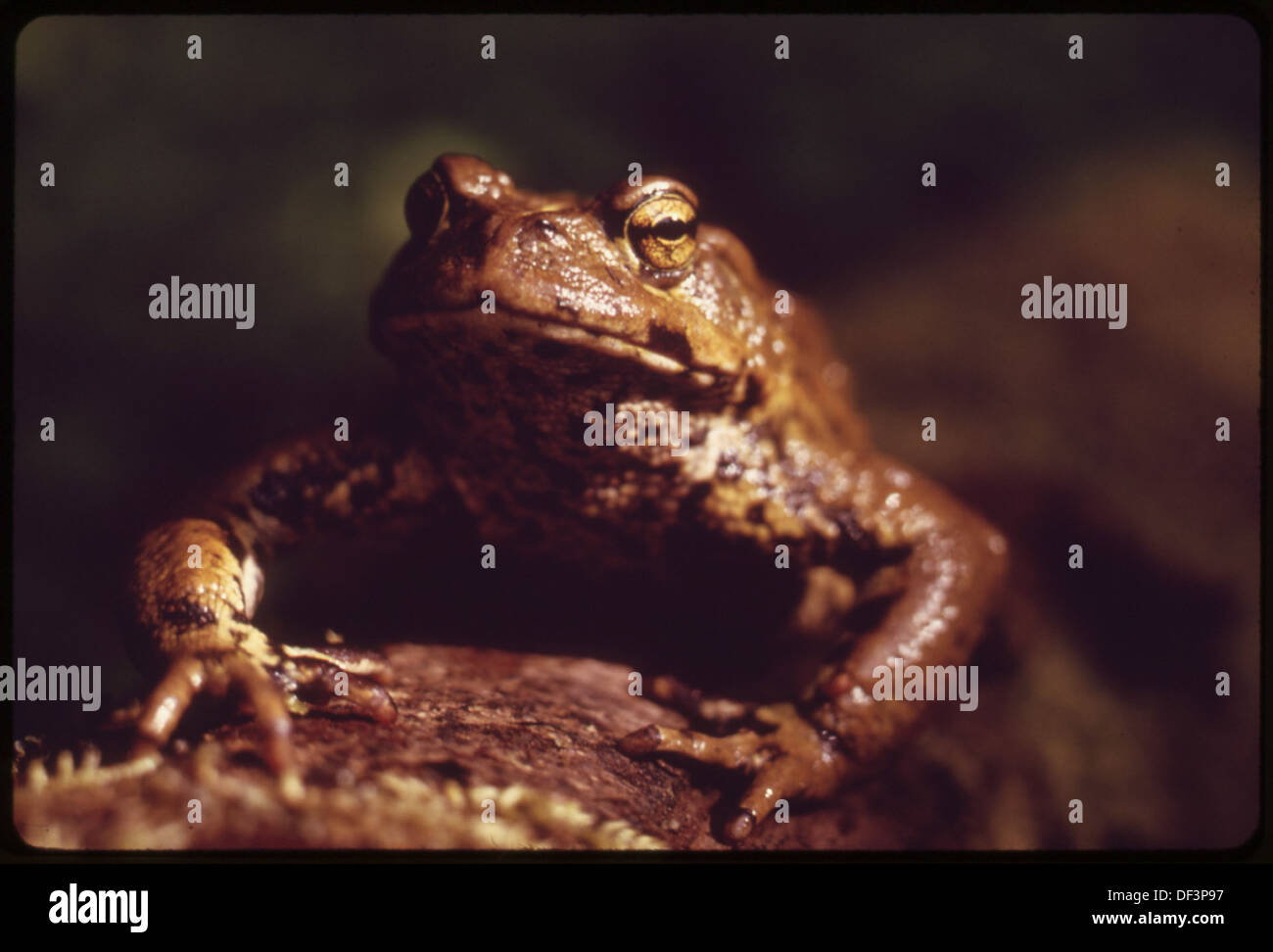 A closeup of a toad in the Queets River Valley of Olympic National Park ...