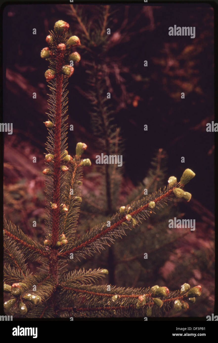 A close-up image showing the new spring growth on a Sitka spruce tree ...